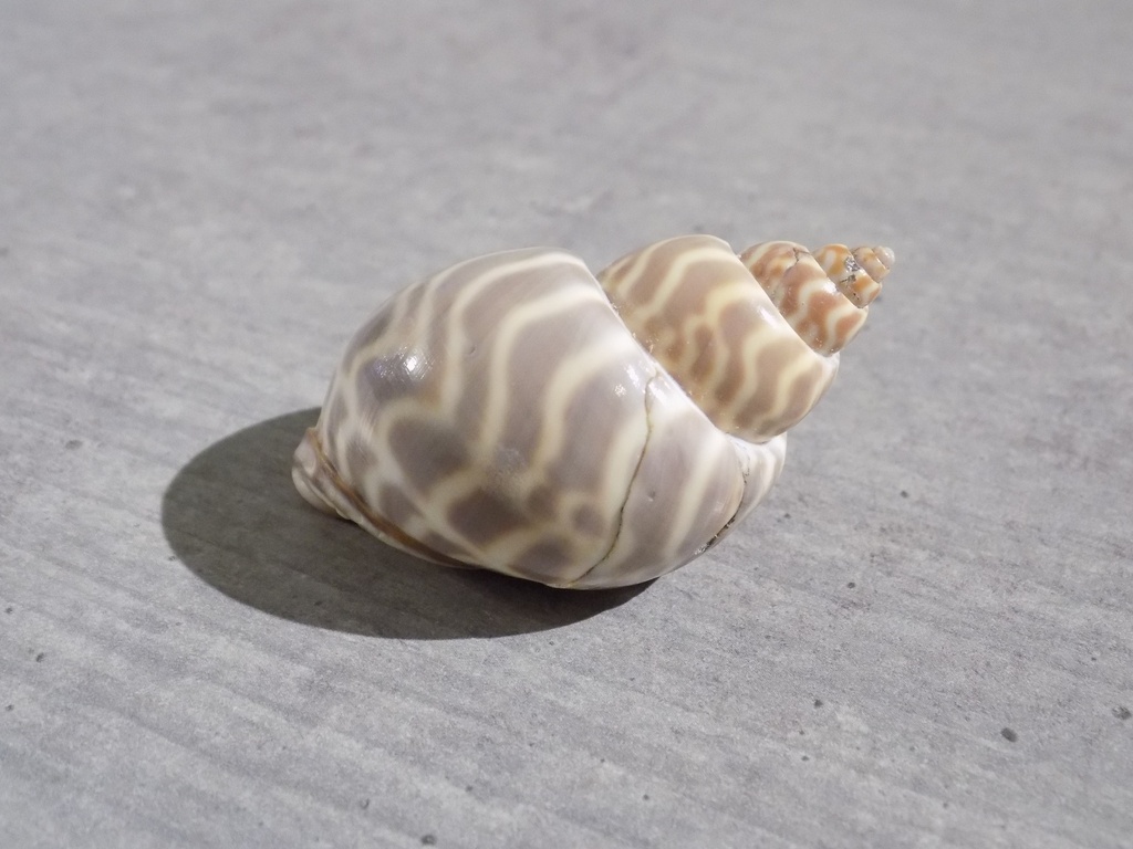 BABYLONIIDAE BABYLONIA FORMOSAE | Nautilus 2